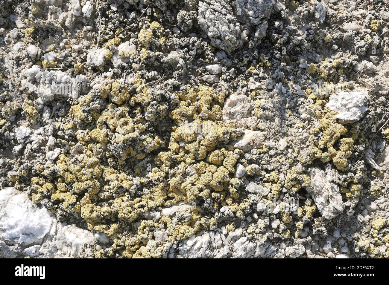 Gypsum Desert High Resolution Stock Photography and Images - Alamy