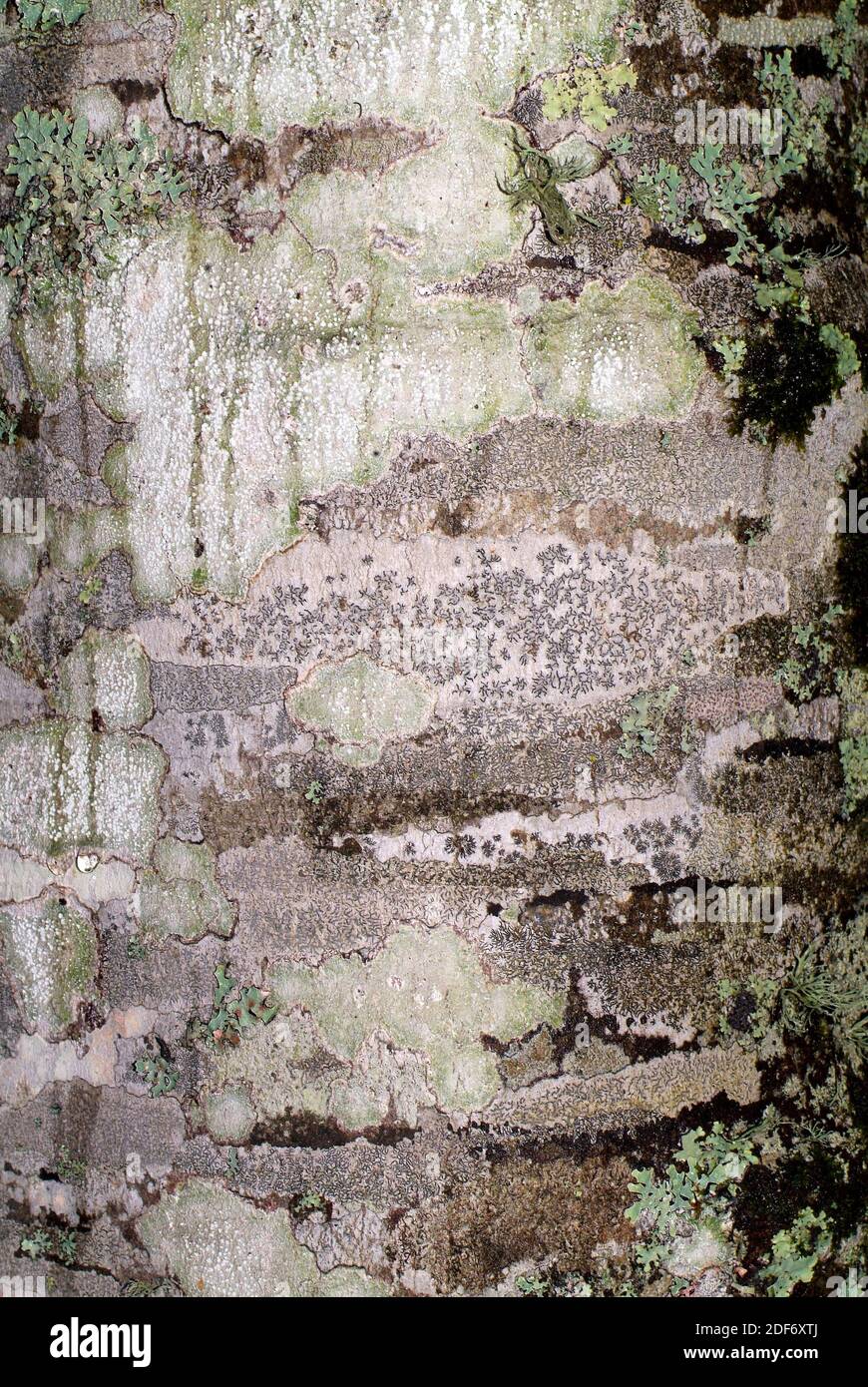 Graphis scripta hi-res stock photography and images - Alamy