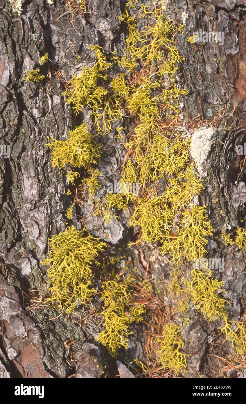 Letharia hi-res stock photography and images - Alamy