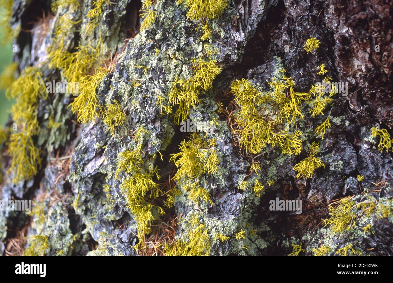 Fructose Lichen