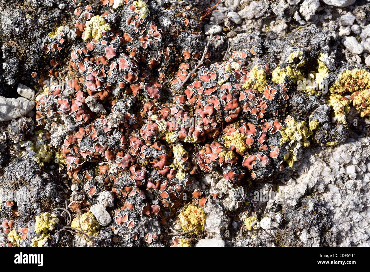 Decipiens hi-res stock photography and images - Alamy