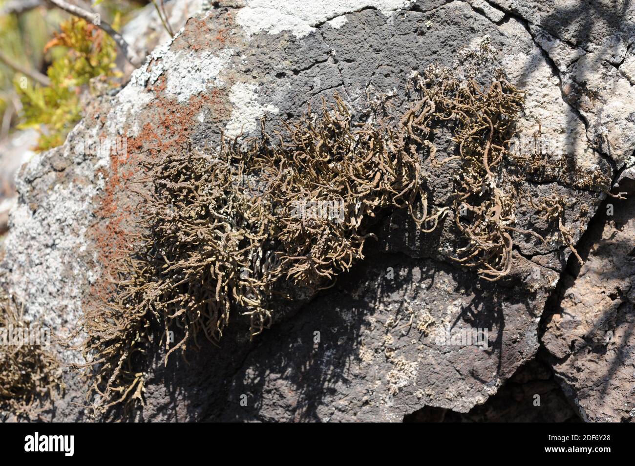 Orchilla lichen roccella canariensis hi-res stock photography and ...