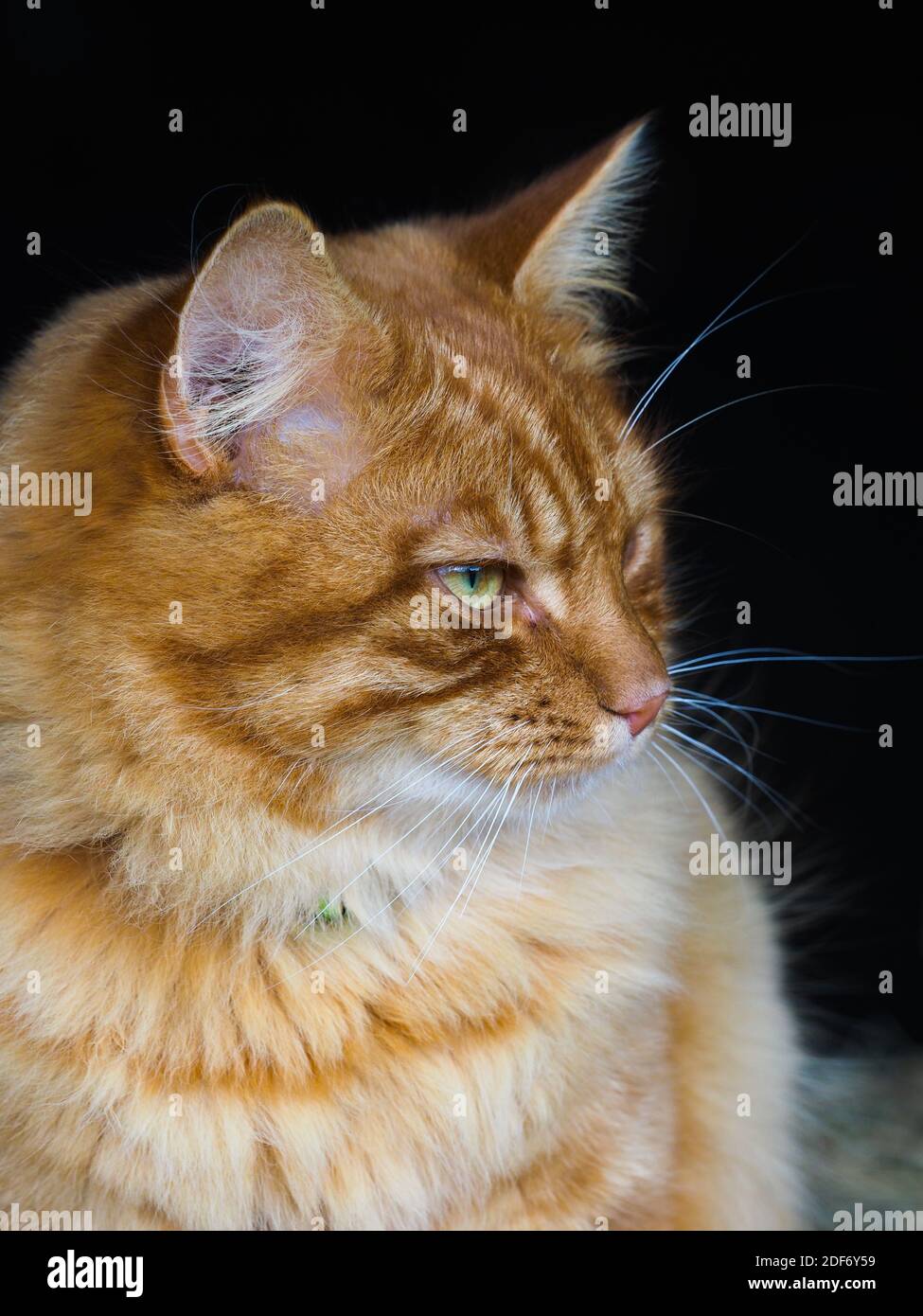 Domestic cat watching mouse hi-res stock photography and images - Alamy