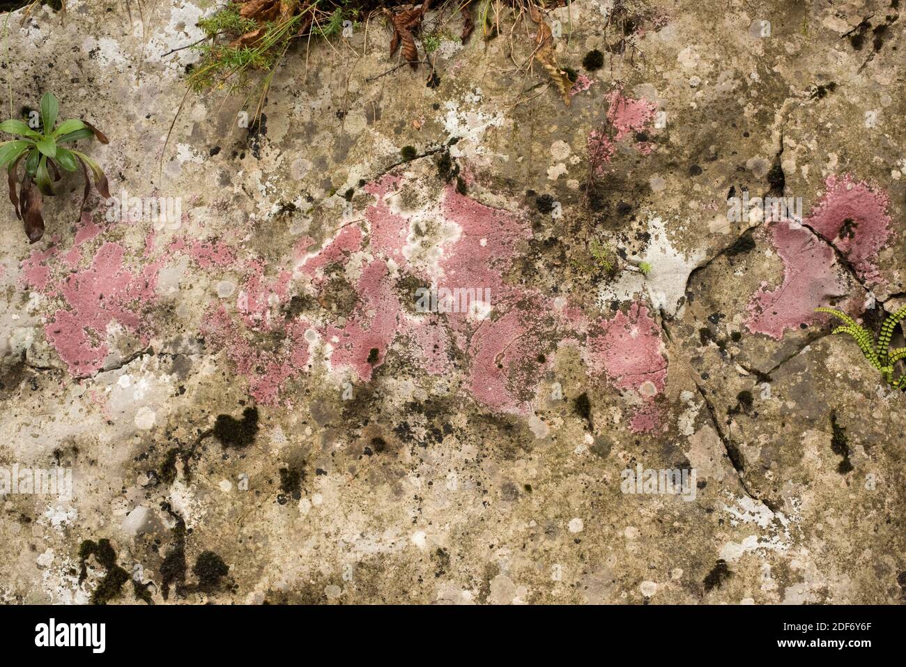 Endolithic rock hi-res stock photography and images - Alamy