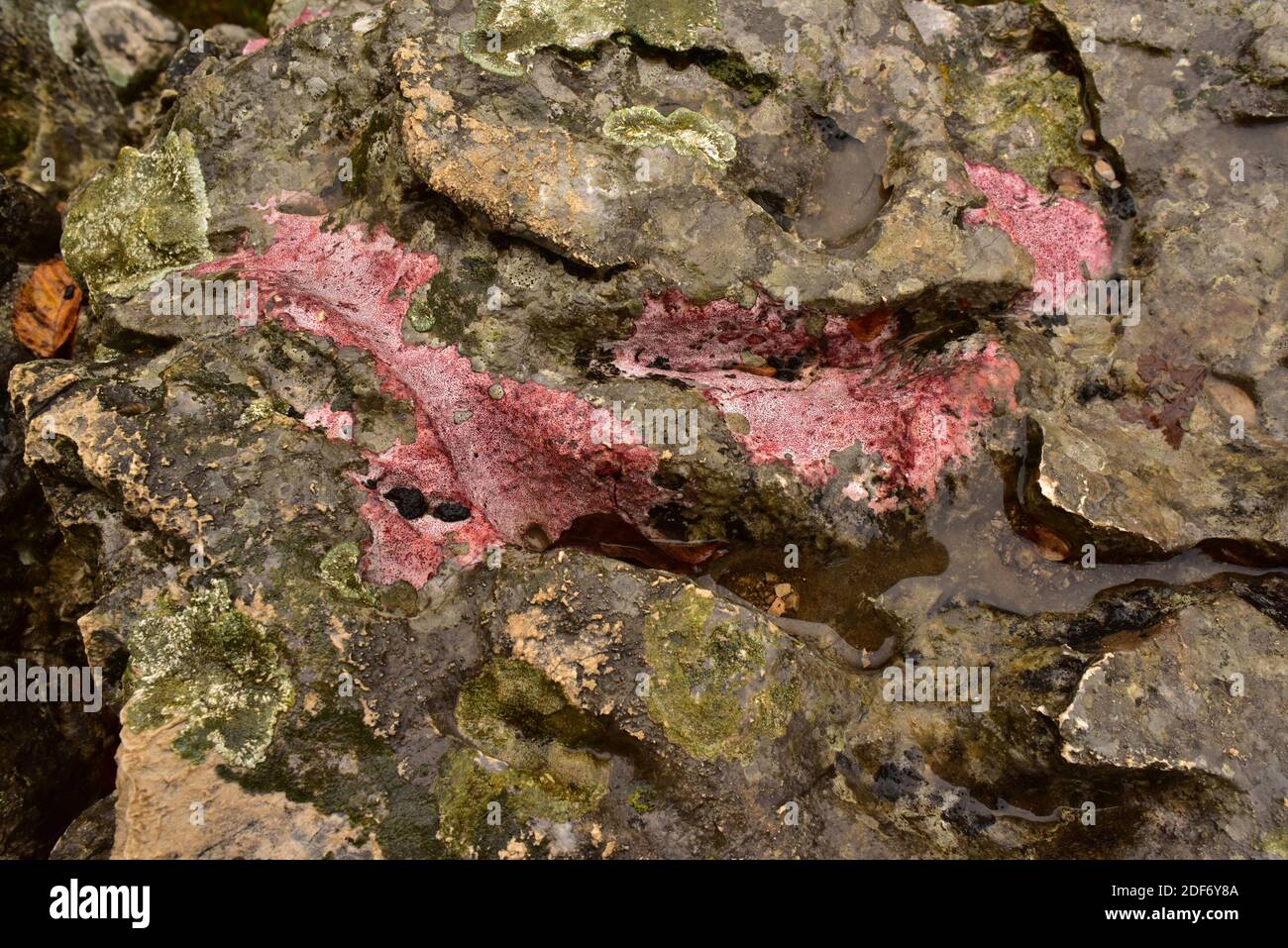 Endolithic rock hi-res stock photography and images - Alamy