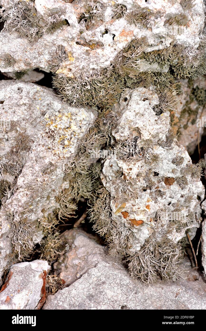 Roccella phycopsis hi-res stock photography and images - Alamy