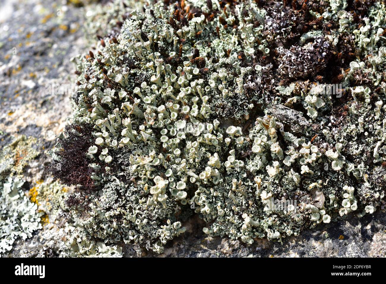 Greenish grey lichen hi-res stock photography and images - Alamy