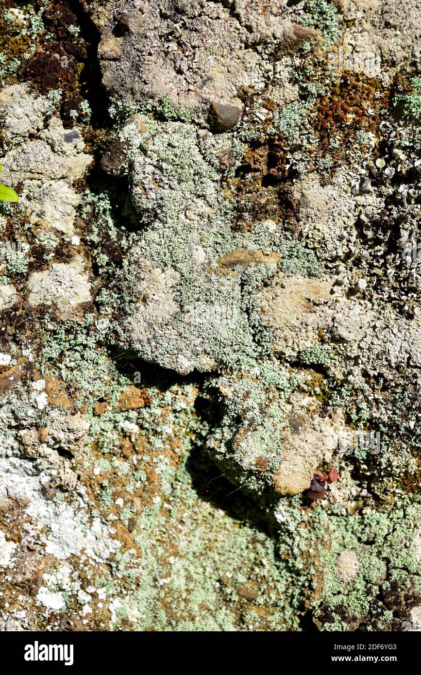 Leprocaulon hi-res stock photography and images - Alamy
