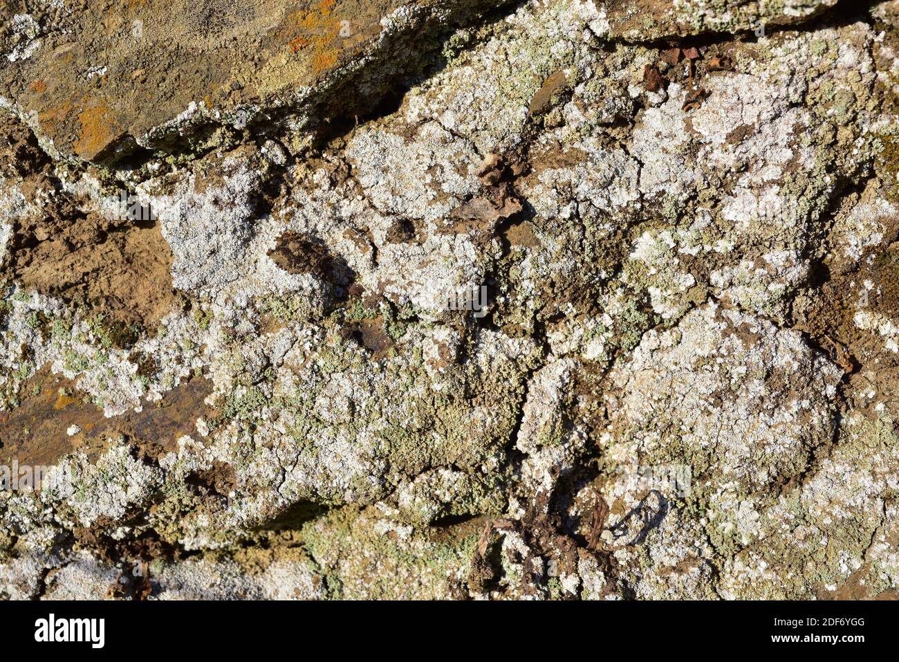 Leprocaulon hi-res stock photography and images - Alamy