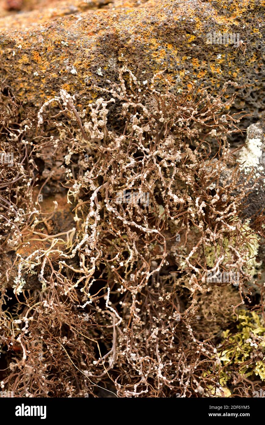 Roccella canariensis hi-res stock photography and images - Alamy