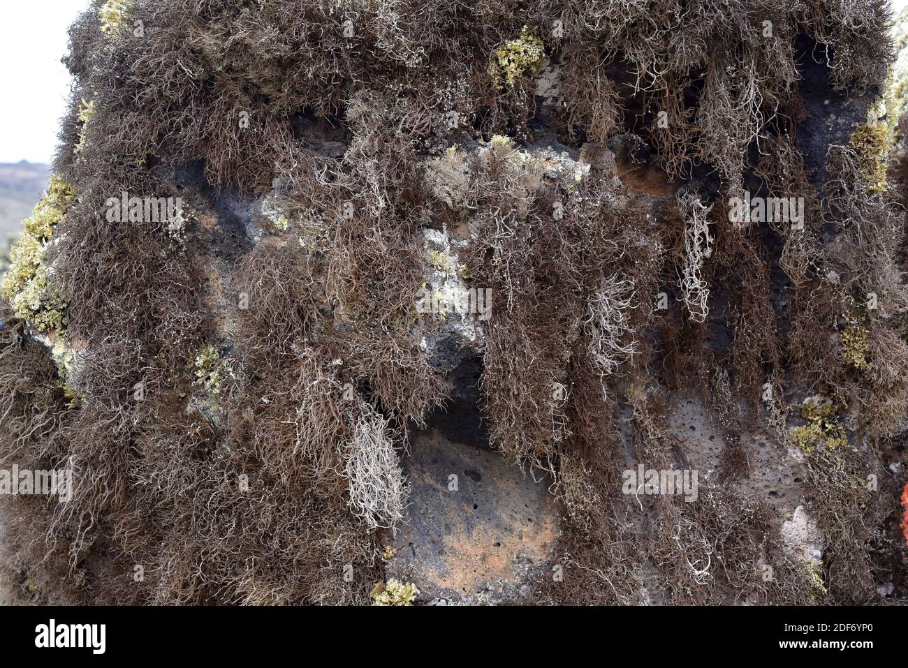 Roccella Canariensis High Resolution Stock Photography and Images - Alamy