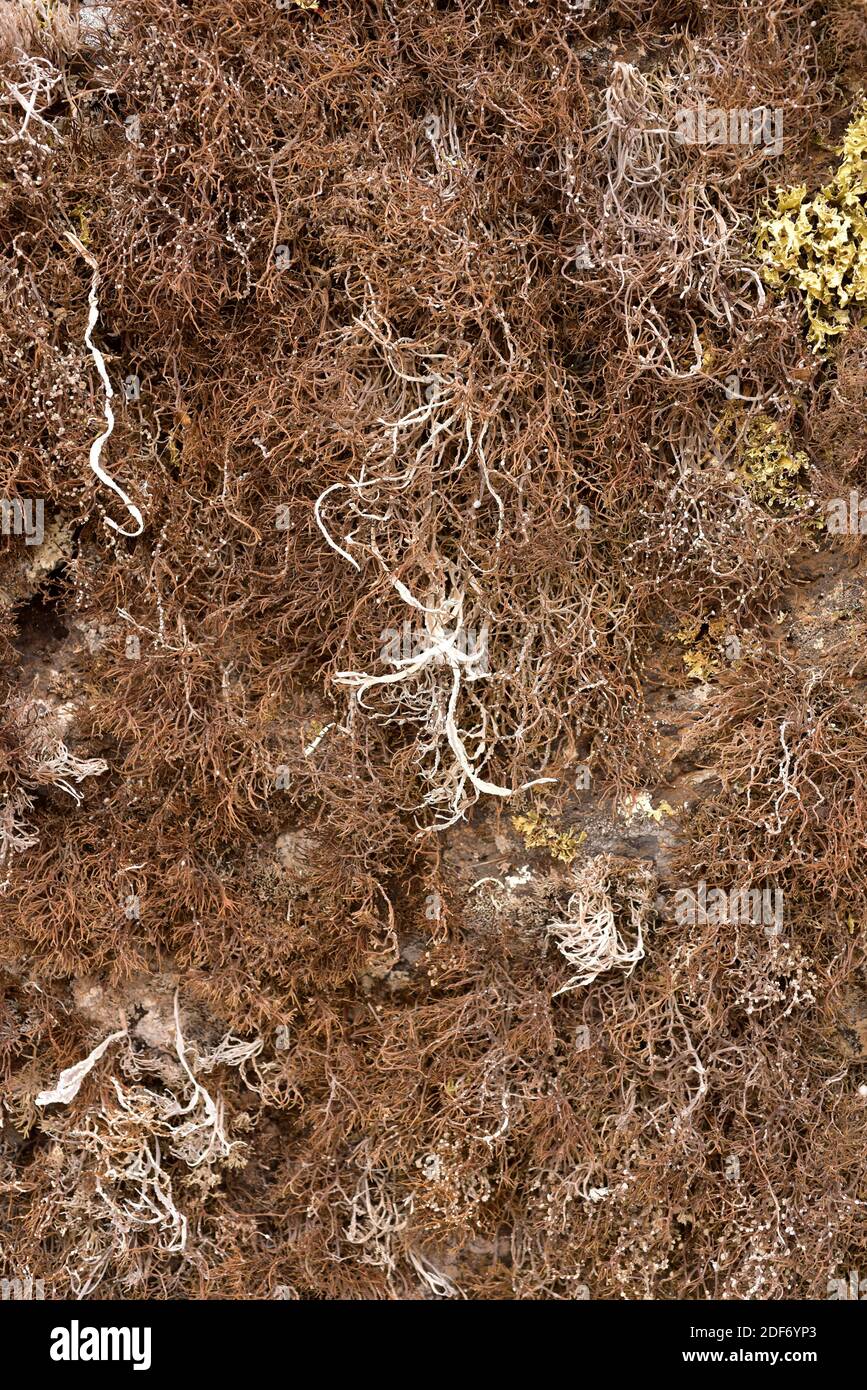 Orchilla lichen roccella canariensis hi-res stock photography and ...