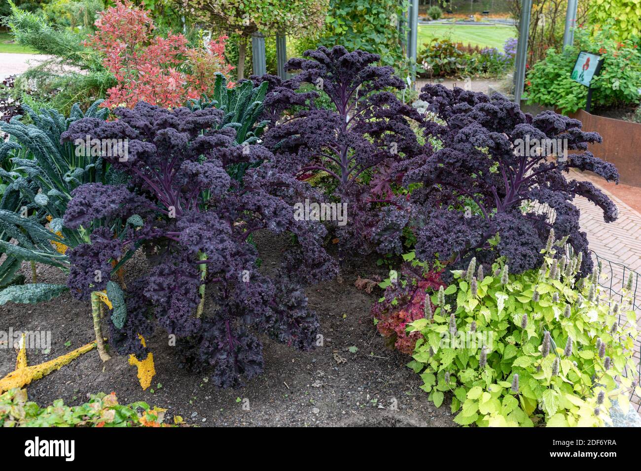 Purple leaves of curly-leaf kale or leaf cabbage Stock Photo - Alamy