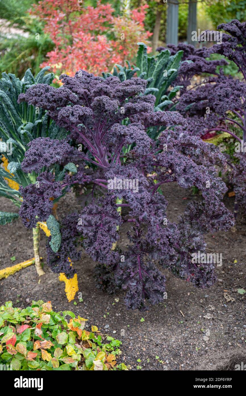 Curly cabbage hi-res stock photography and images - Alamy