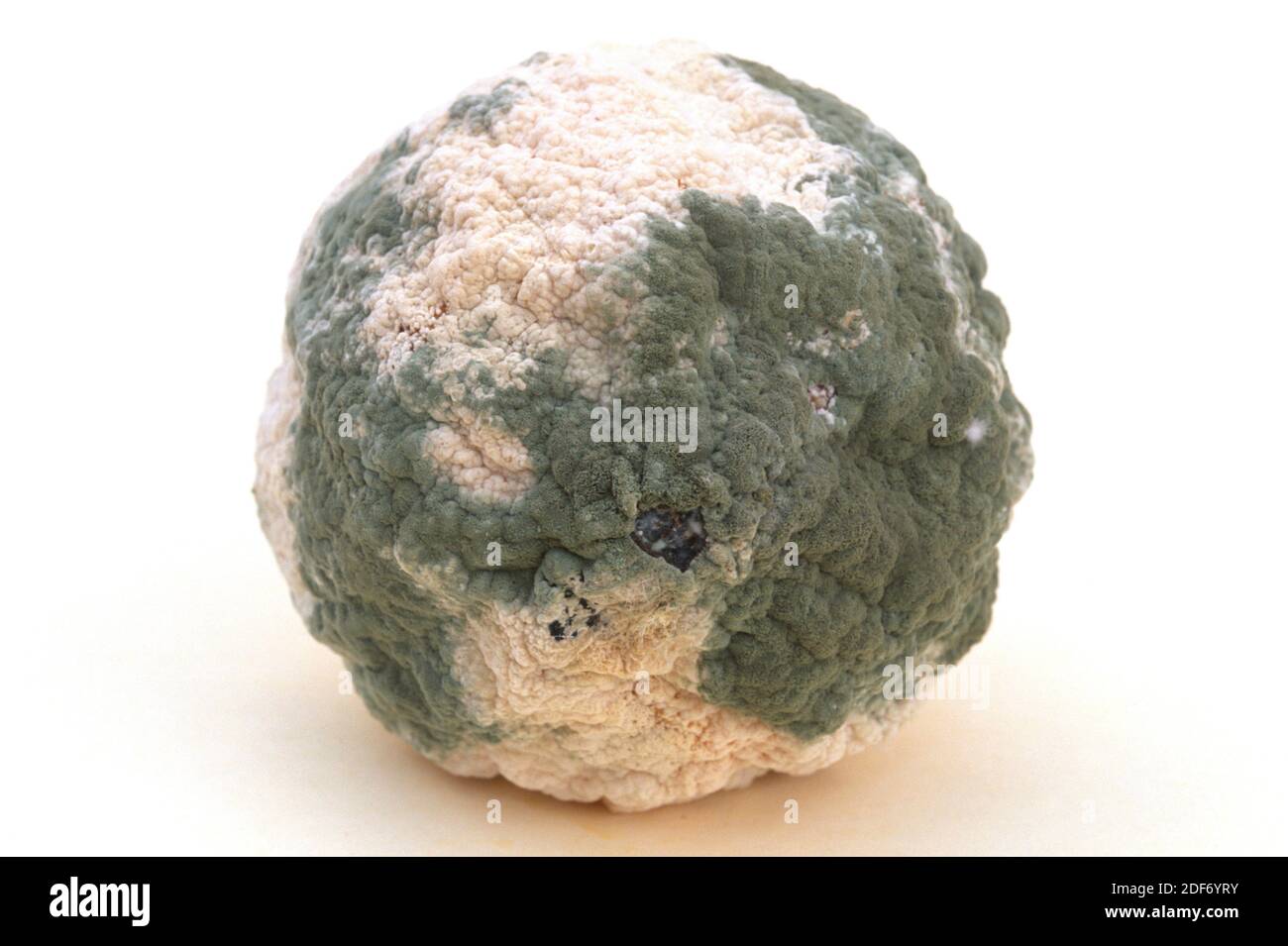 Digitatus High Resolution Stock Photography and Images - Alamy