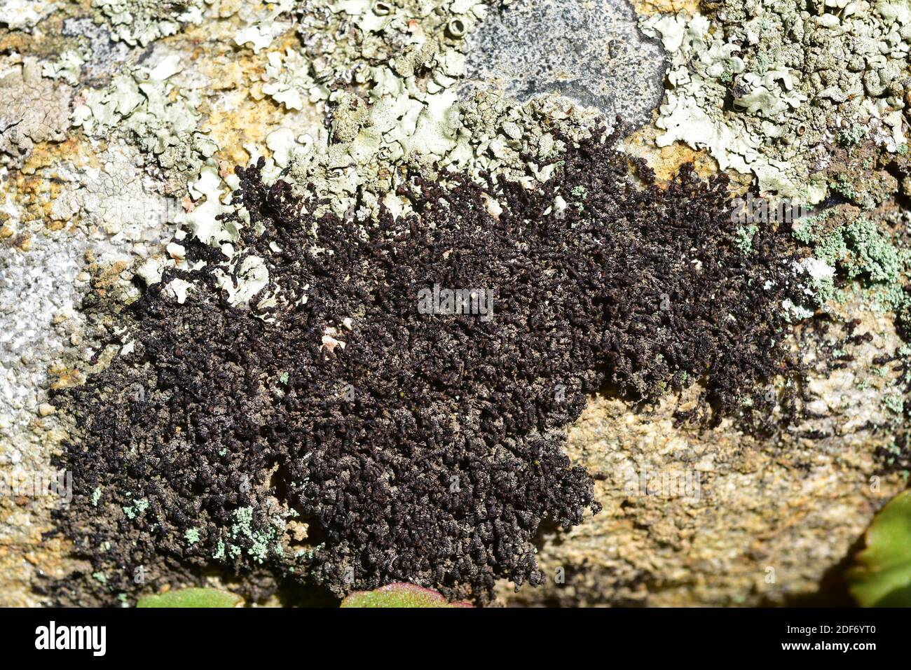 Dilatata hi-res stock photography and images - Alamy