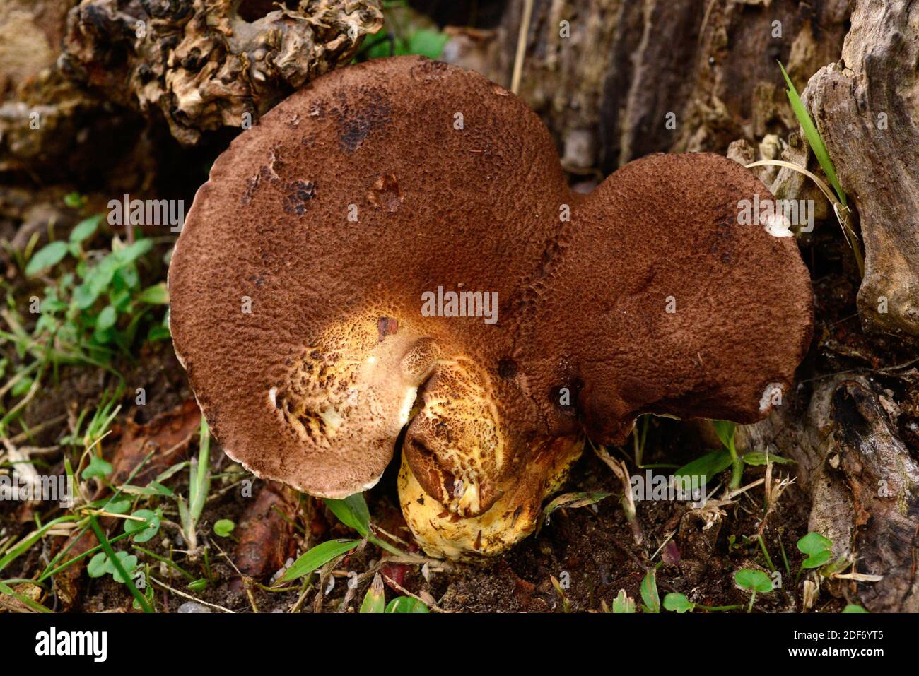 Albatrellus hi-res stock photography and images - Alamy
