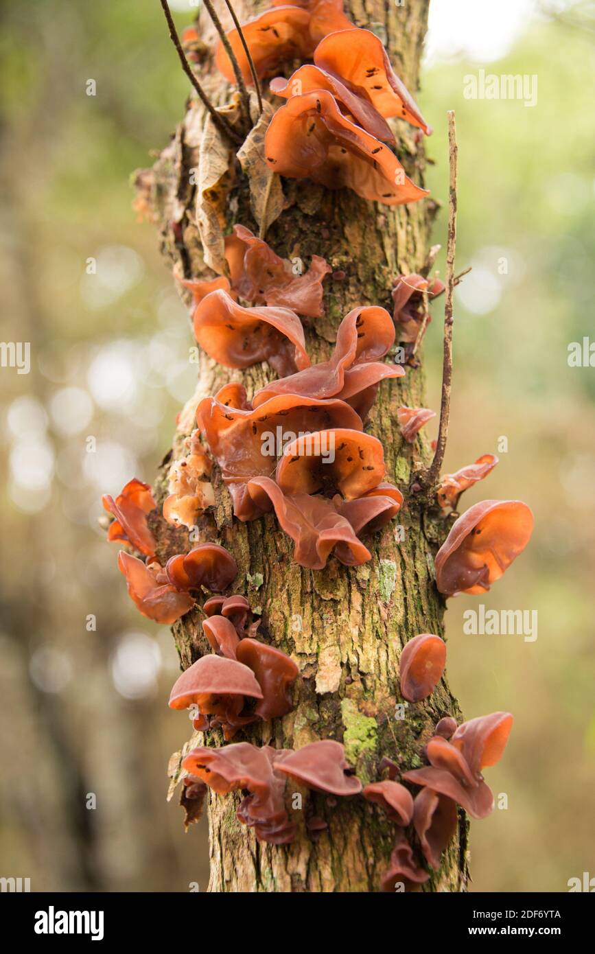 Saprophyte hi-res stock photography and images - Alamy