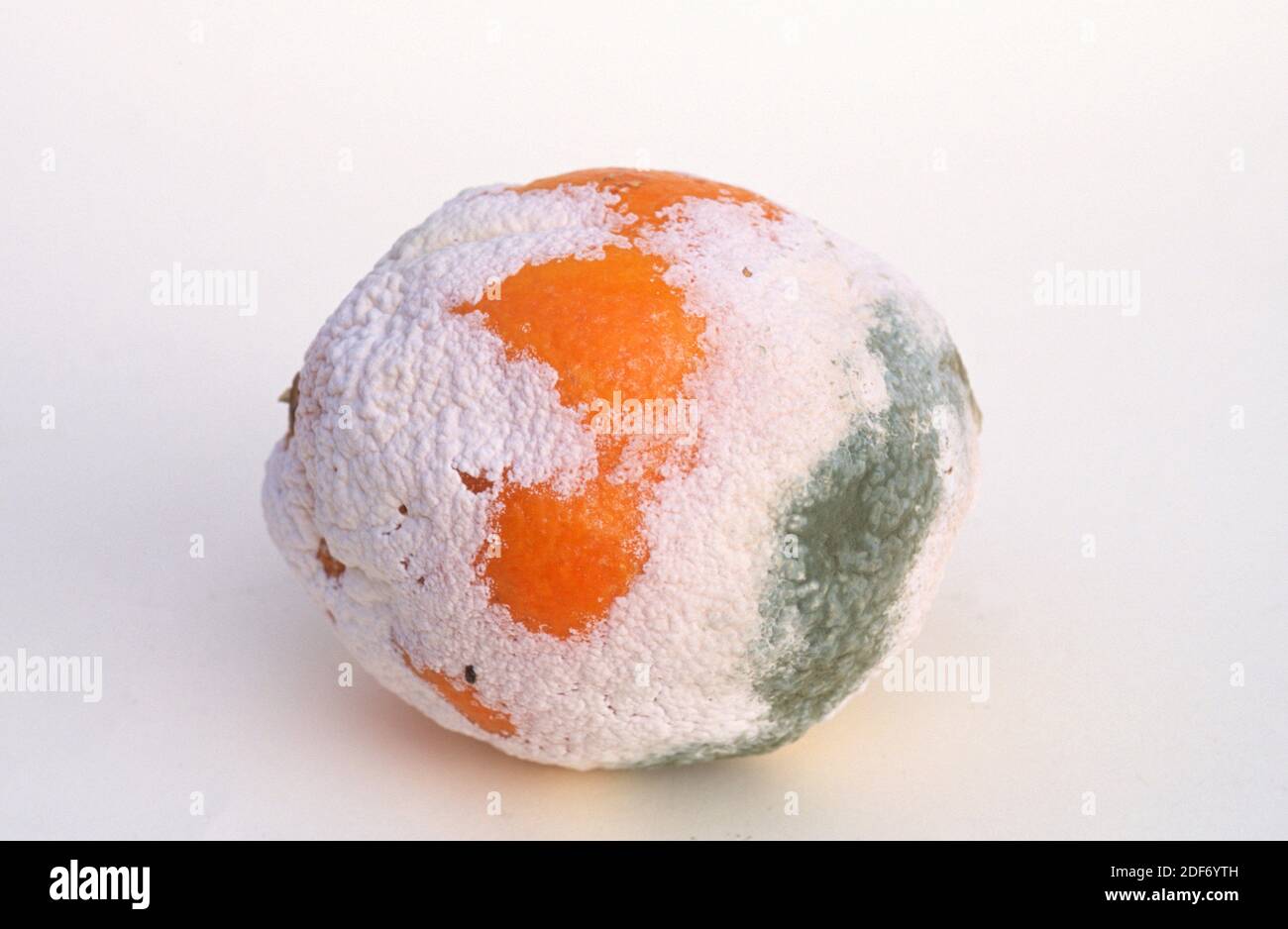 Penicillium High Resolution Stock Photography and Images - Alamy
