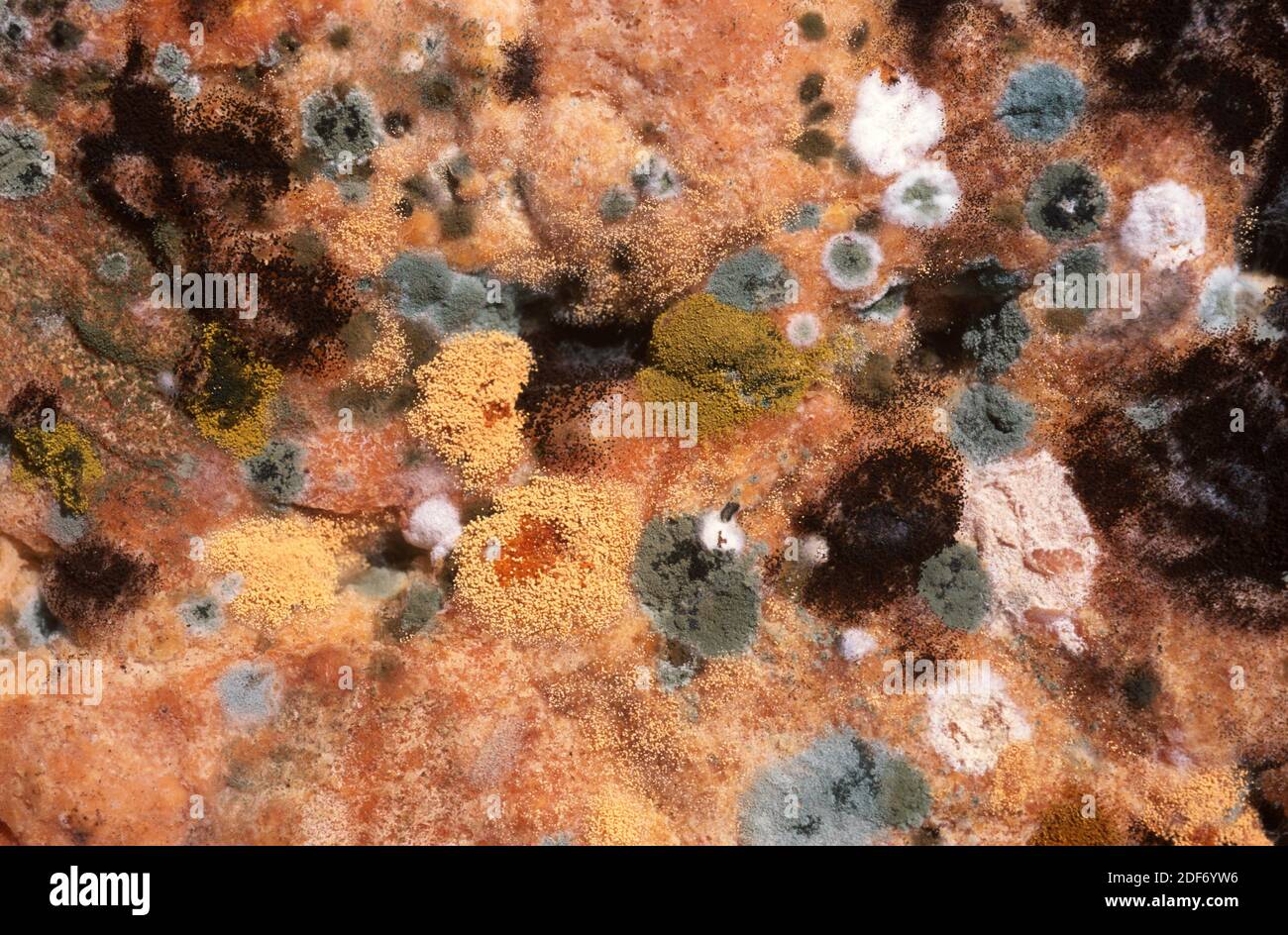 Rhizopus Mould High Resolution Stock Photography and Images - Alamy
