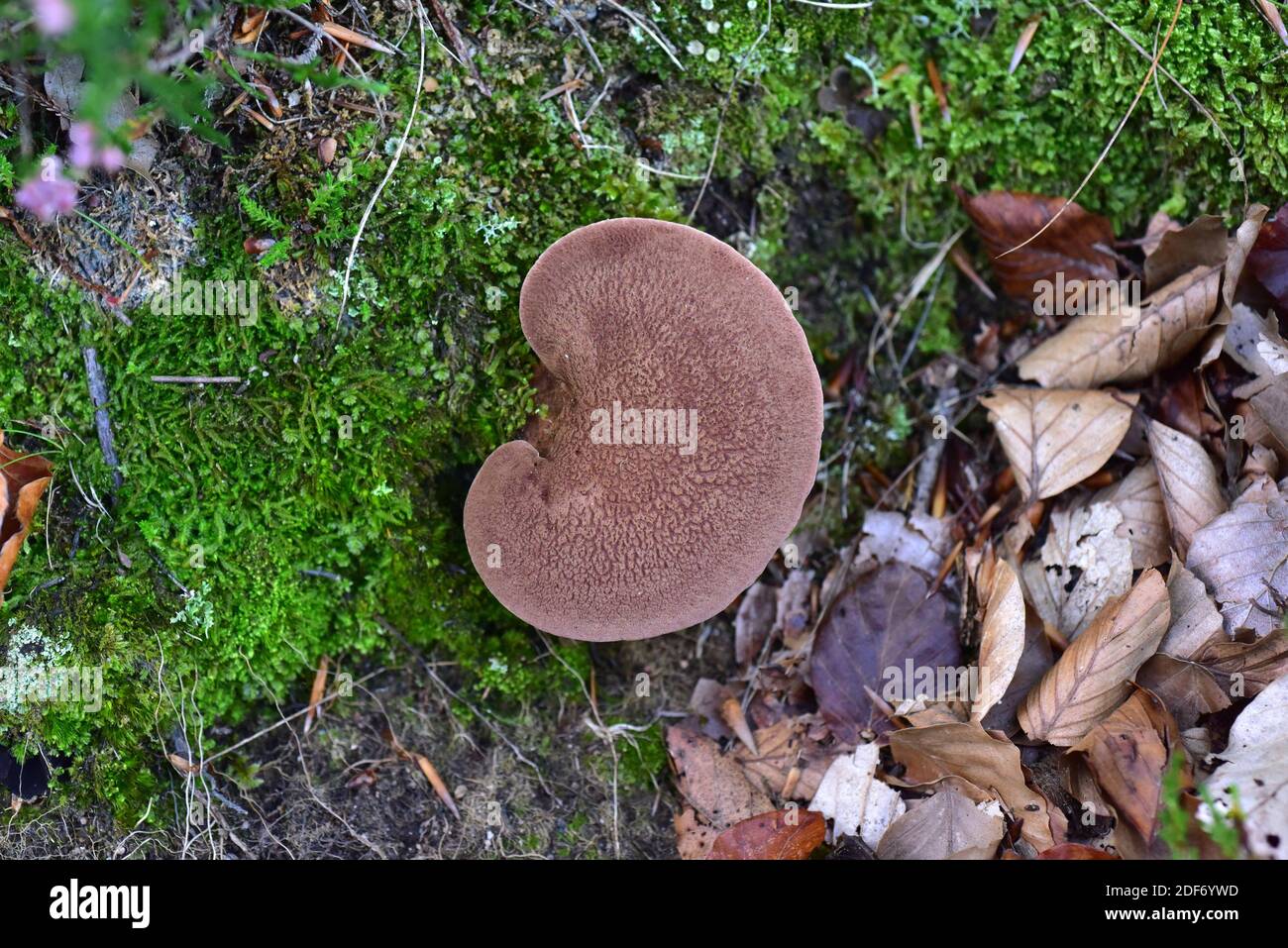 Albatrellus pes caprae hi-res stock photography and images - Alamy