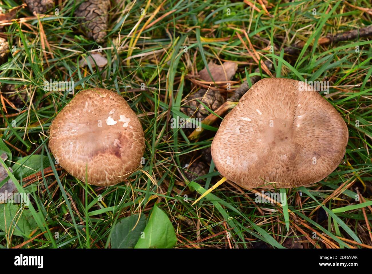 Psalliota hi-res stock photography and images - Alamy