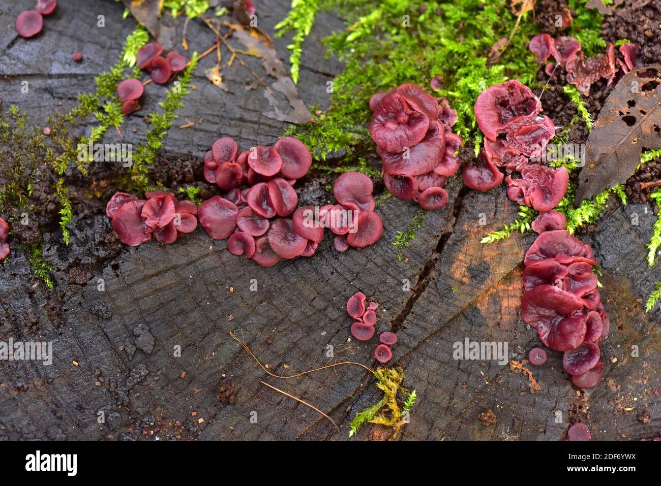 Dead trunks hi-res stock photography and images - Alamy