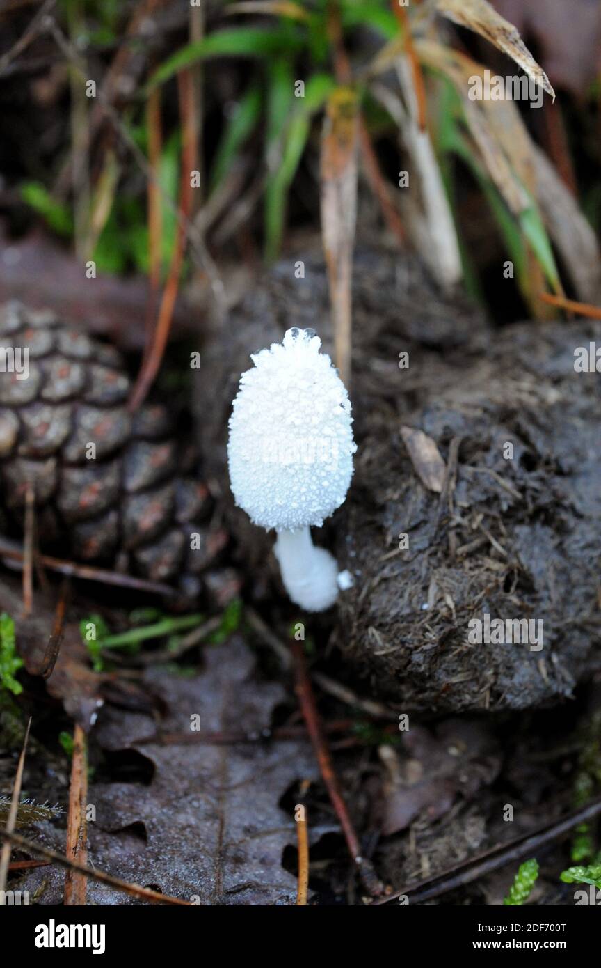 Coprinus hi-res stock photography and images - Alamy