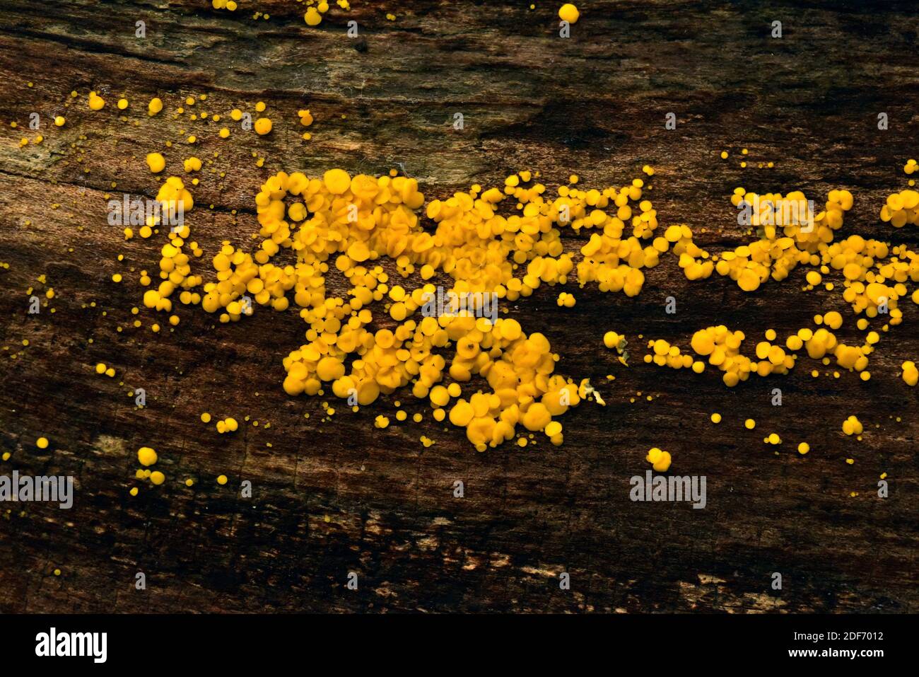 Saprophyte hi-res stock photography and images - Alamy