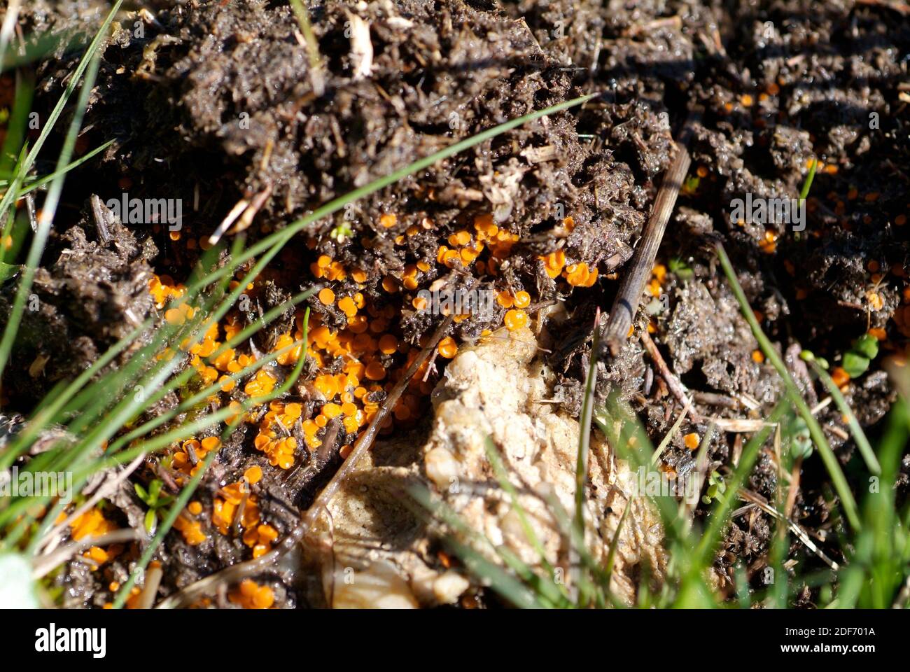 Coprobia granulata hi-res stock photography and images - Alamy