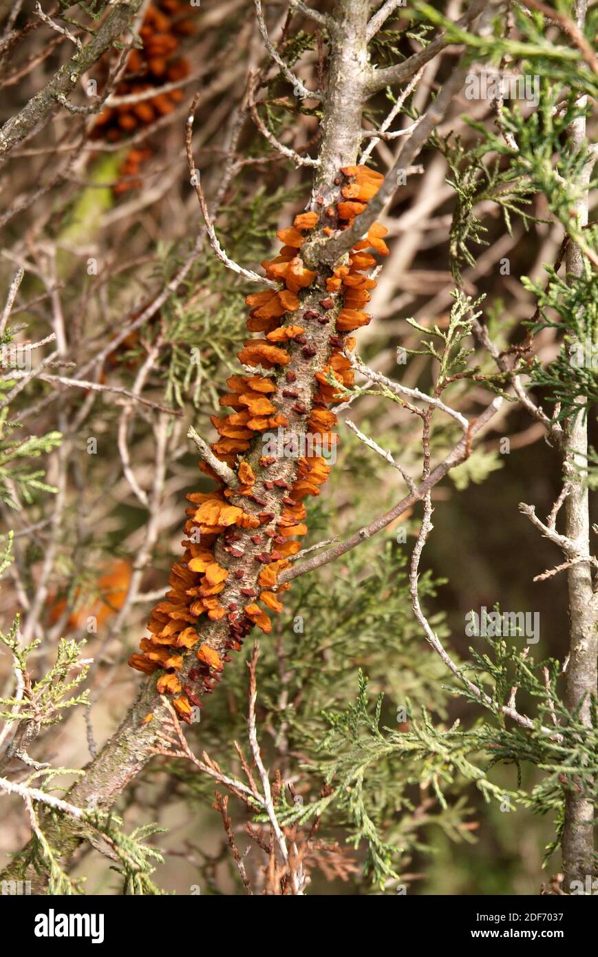 Gymnosporangium hi-res stock photography and images - Alamy