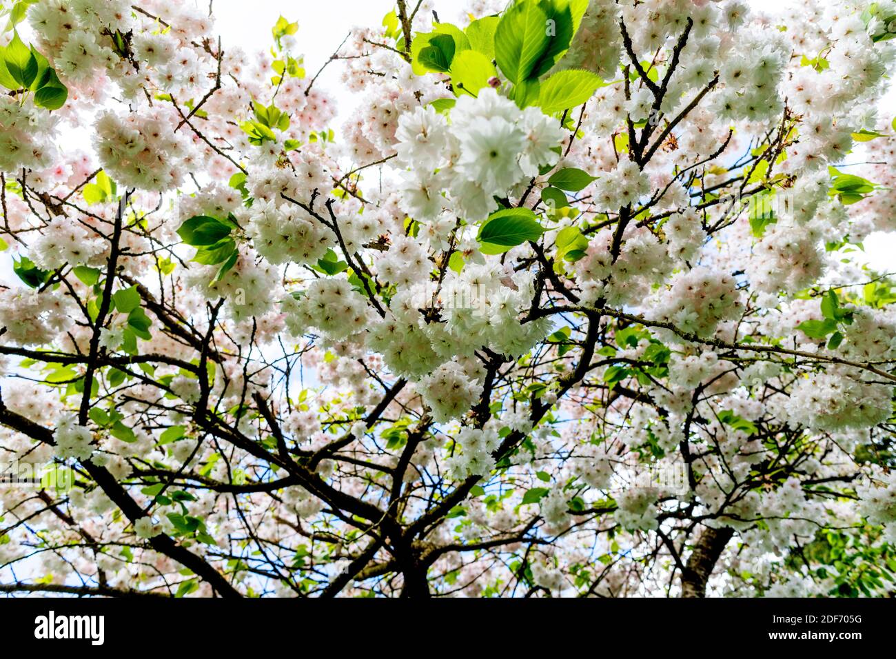 Spring Tree Blossom In Cannizaro Park Wimbledon London UK Stock Photo ...