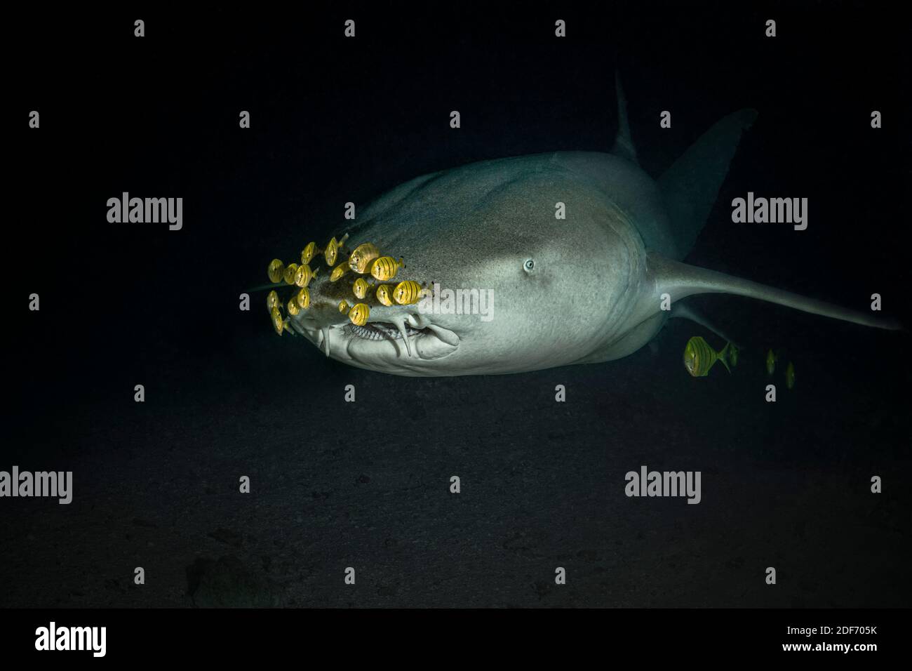Nurse shark teeth hi-res stock photography and images - Alamy