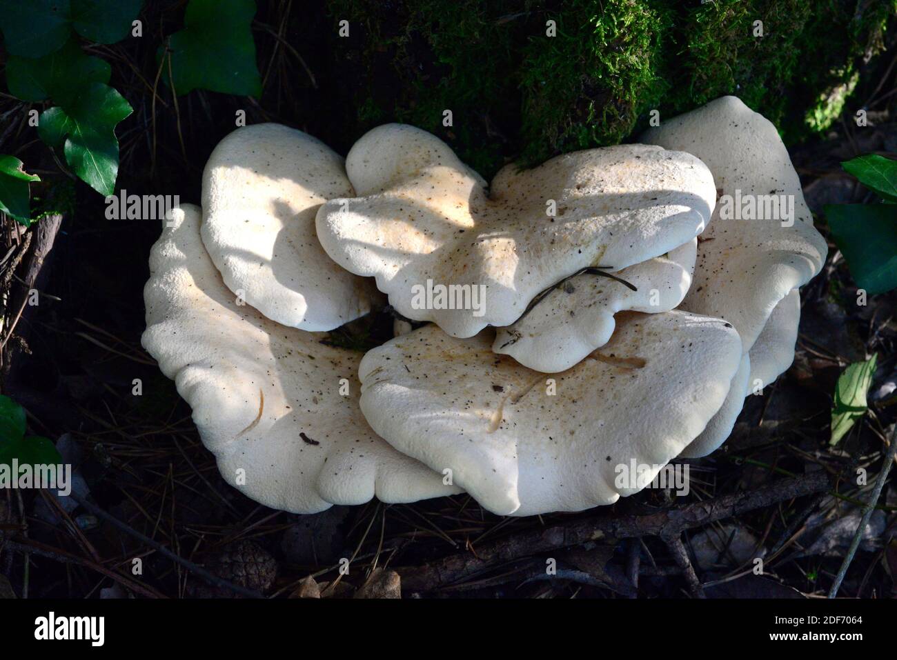 Paxillus panuoides hi-res stock photography and images - Alamy