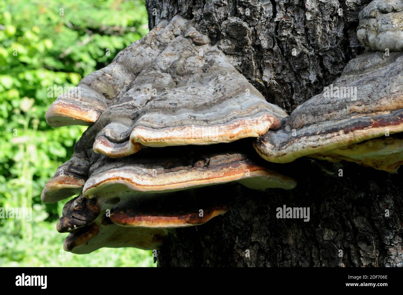 Phellinus hi-res stock photography and images - Alamy