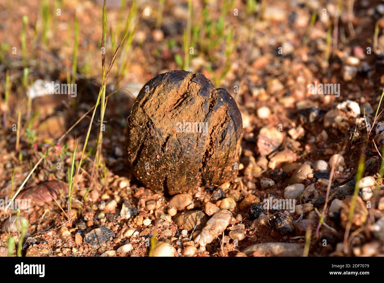 Spherical Fungus High Resolution Stock Photography and Images - Alamy
