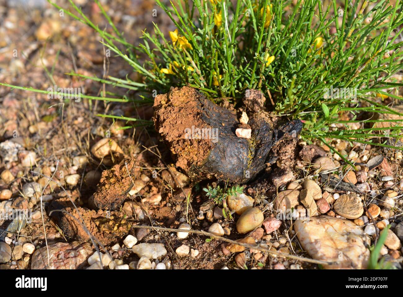 Spherical Fungus High Resolution Stock Photography and Images - Alamy