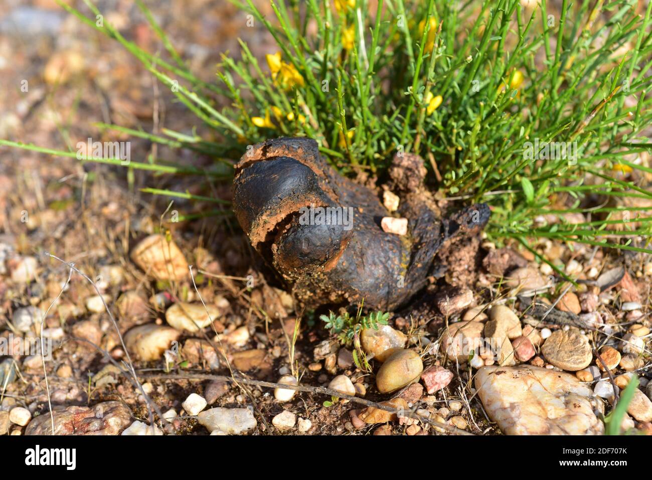 Pisolithus hi-res stock photography and images - Alamy