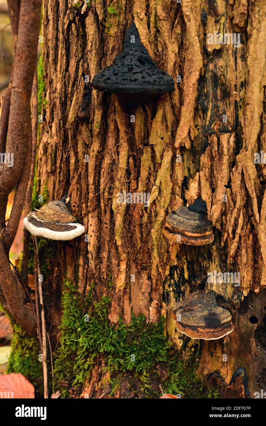 Saprobic fungus hi-res stock photography and images - Alamy