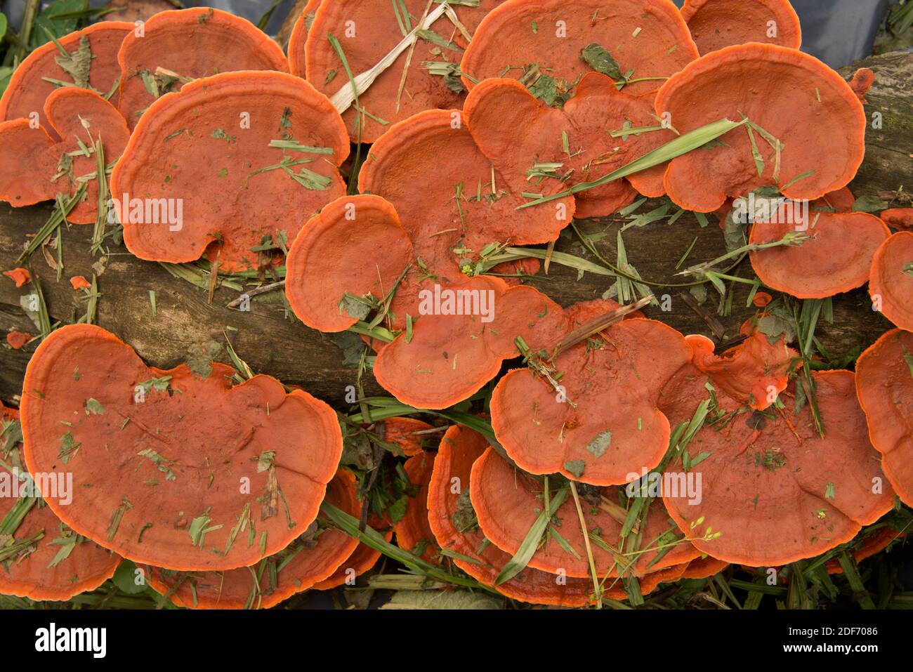 Saprophytic fungus hi-res stock photography and images - Alamy