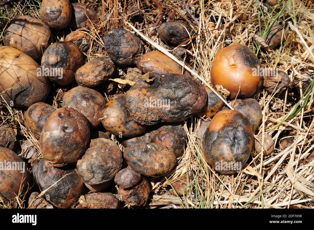 Phytophthora infestans potato blight hi-res stock photography and ...