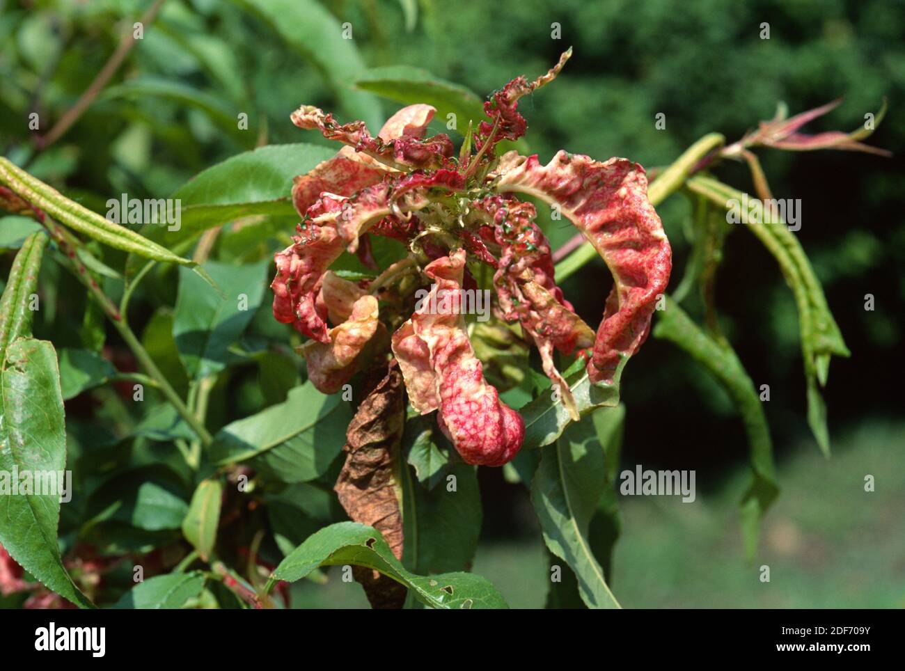 Parasite hi-res stock photography and images - Alamy