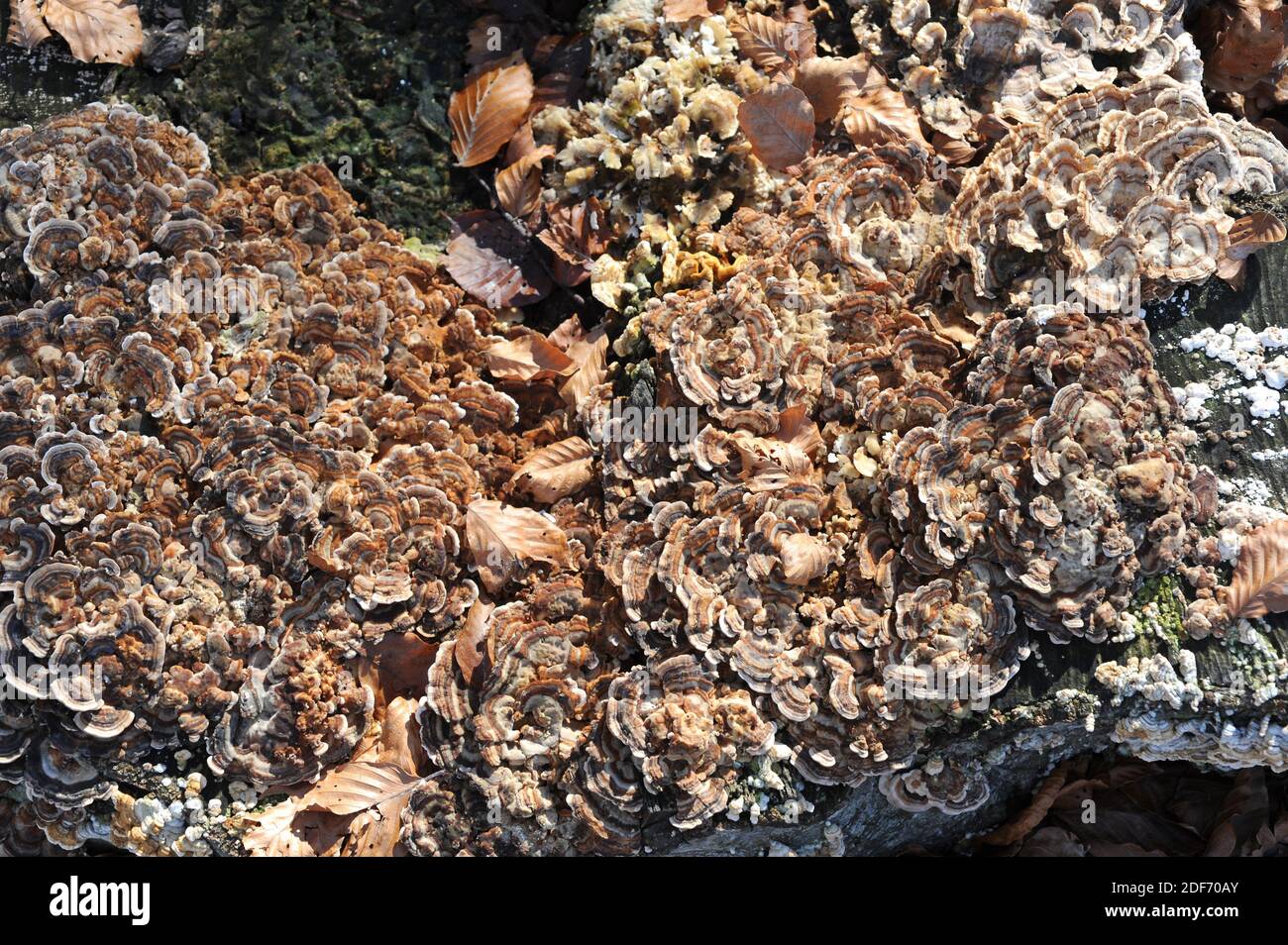 Bracket fungus on beech tree hi-res stock photography and images - Alamy
