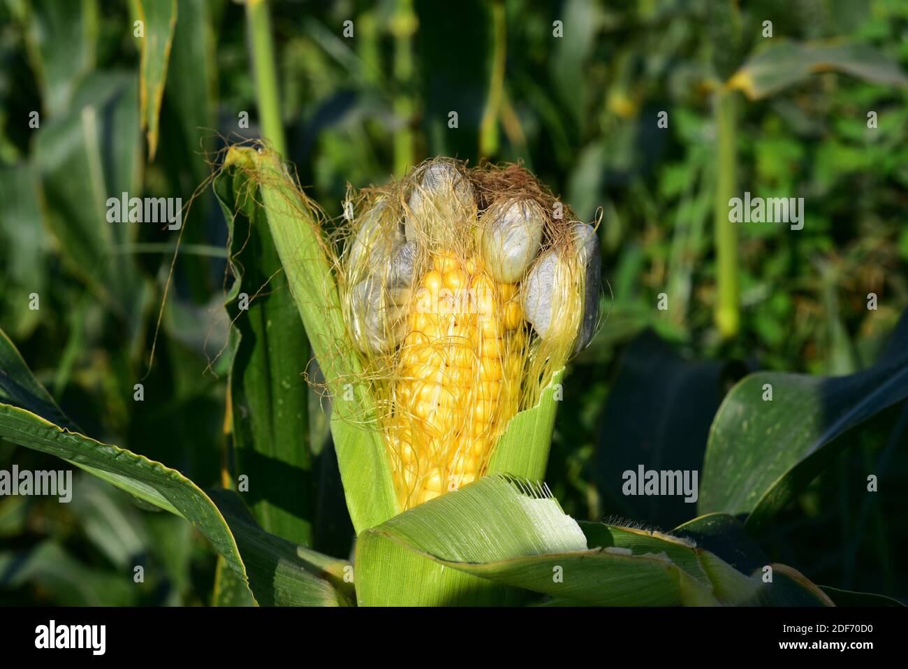 Corn smut hi-res stock photography and images - Alamy