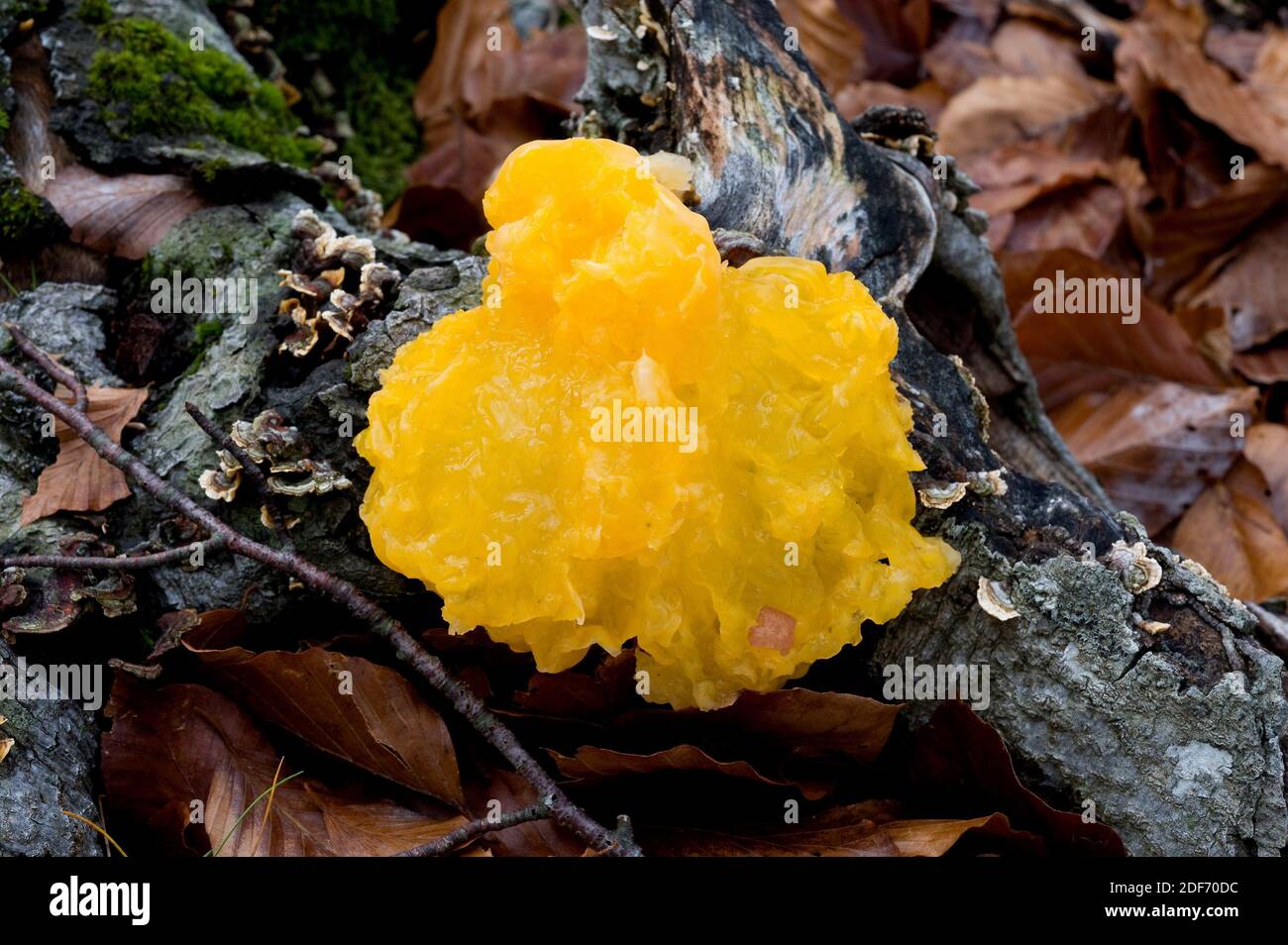 Tremella hi-res stock photography and images - Alamy