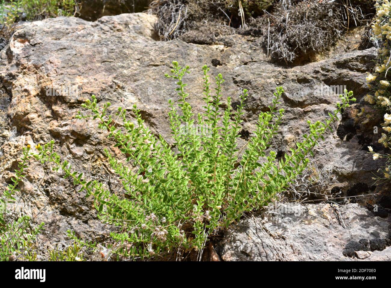 Jasonia glutinosa hi-res stock photography and images - Alamy