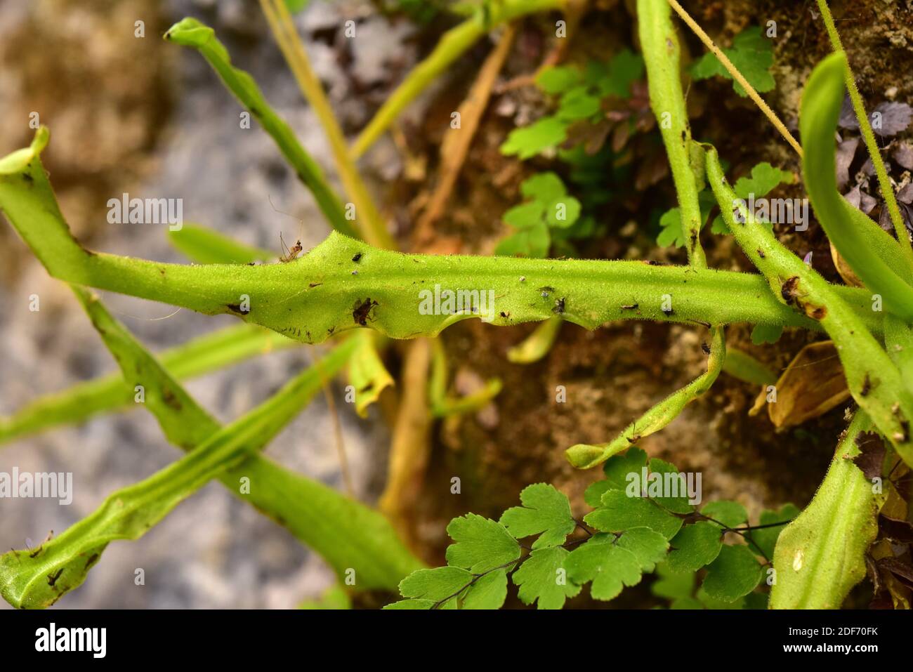 Carnivorous insects hi-res stock photography and images - Alamy
