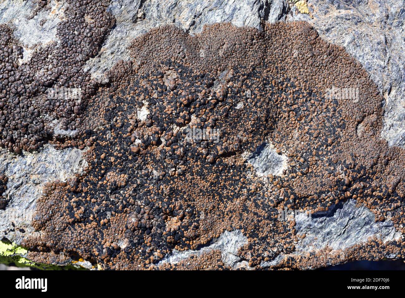 Lecidea hi-res stock photography and images - Alamy