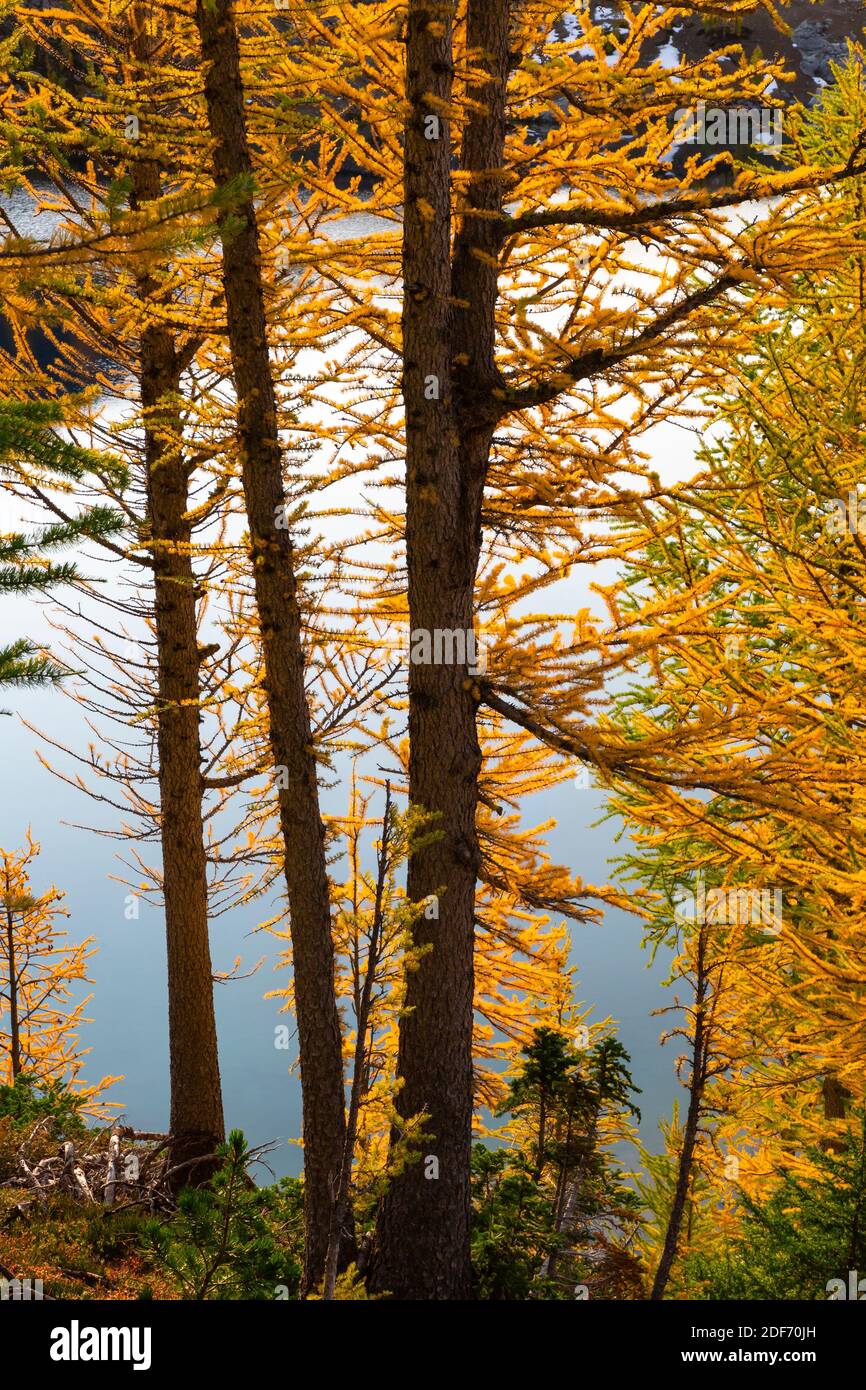 Subalpine forest hi-res stock photography and images - Alamy