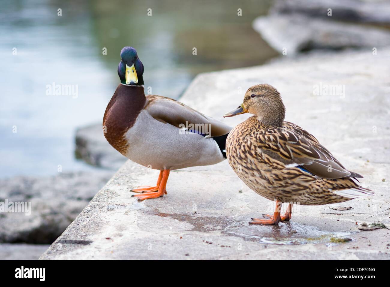Possessive partner hi-res stock photography and images - Alamy